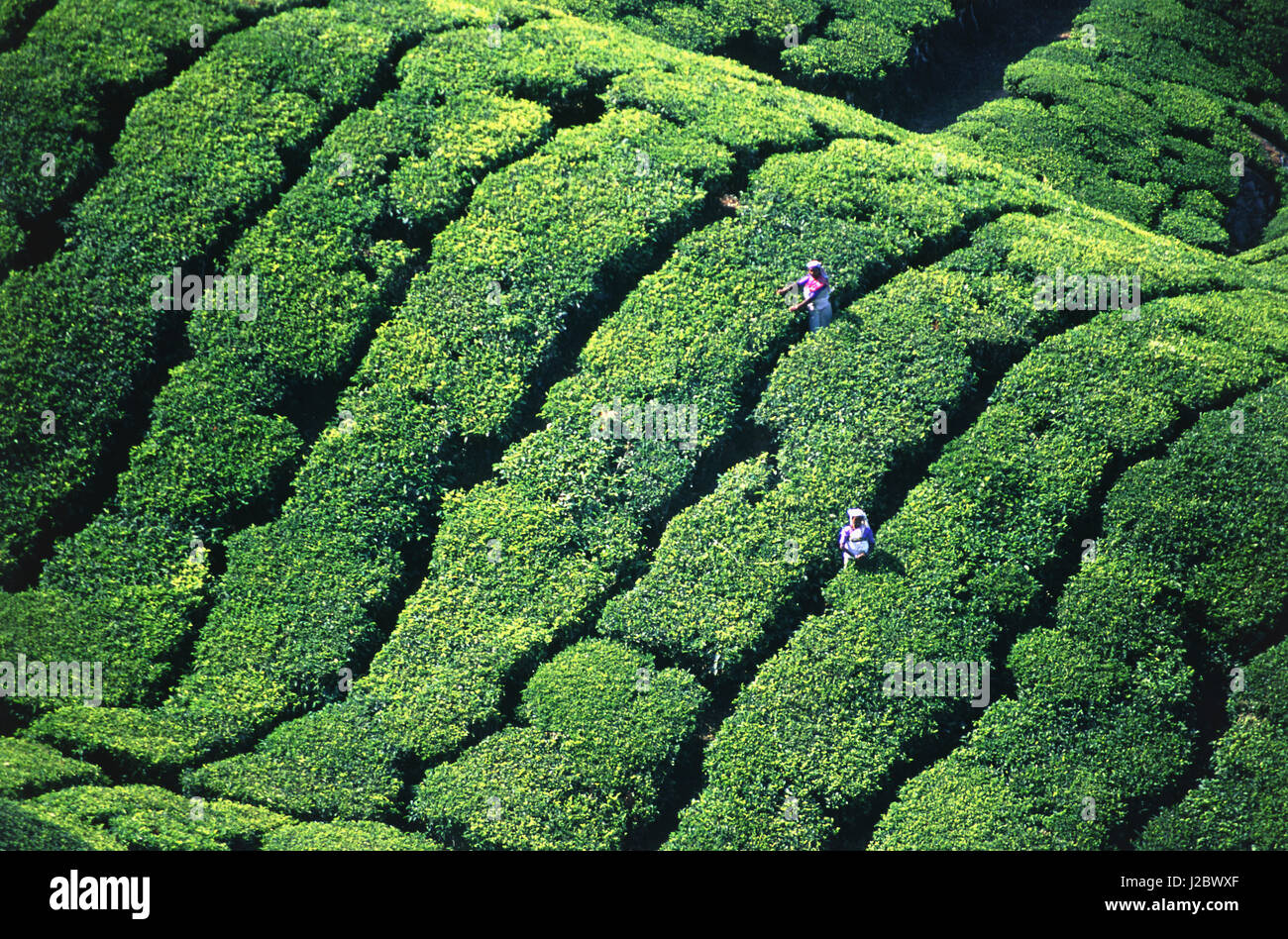 Munar india tea hi-res stock photography and images - Alamy