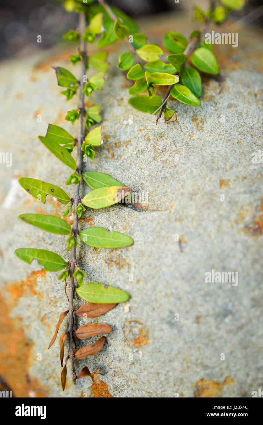 Tree growing cracked rock hi-res stock photography and images - Alamy