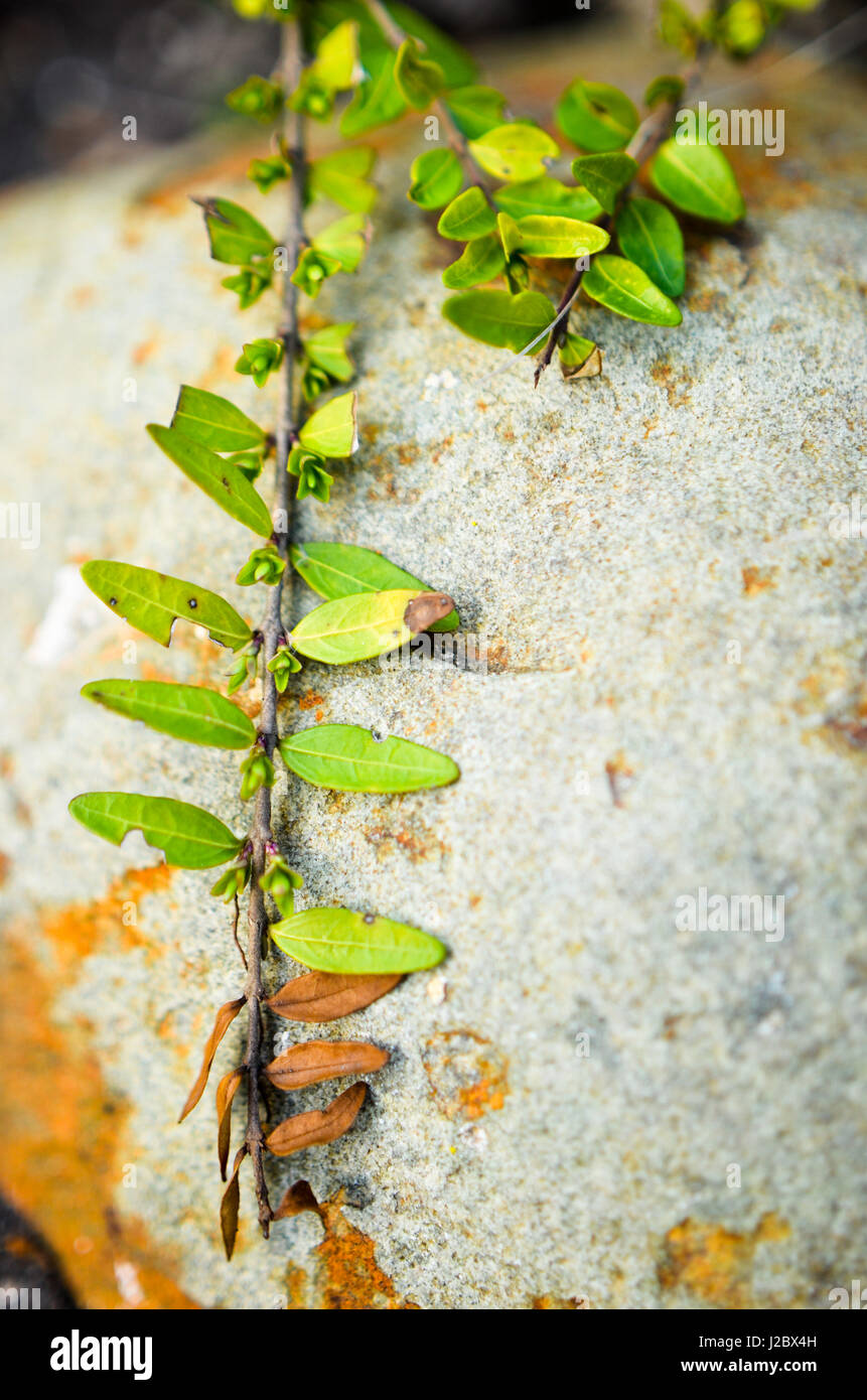 Tree growing cracked rock hi-res stock photography and images - Alamy