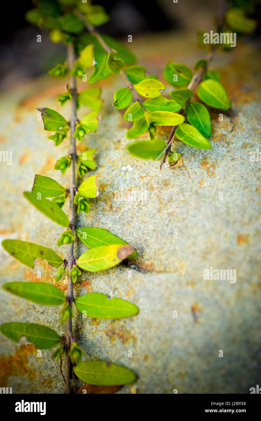 Green plant grow up on cracked stone Stock Photo - Alamy