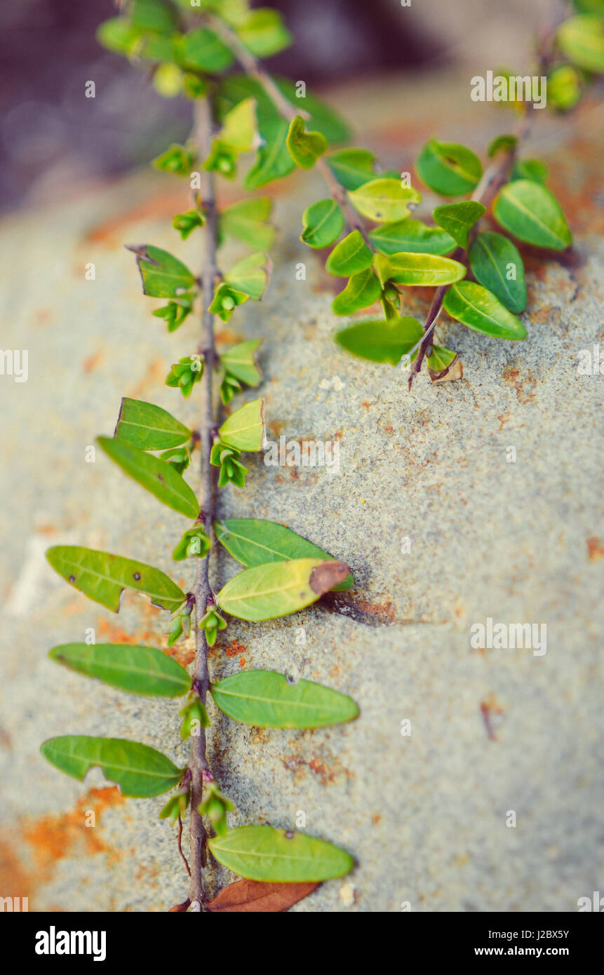 Tree growing cracked rock hi-res stock photography and images - Alamy