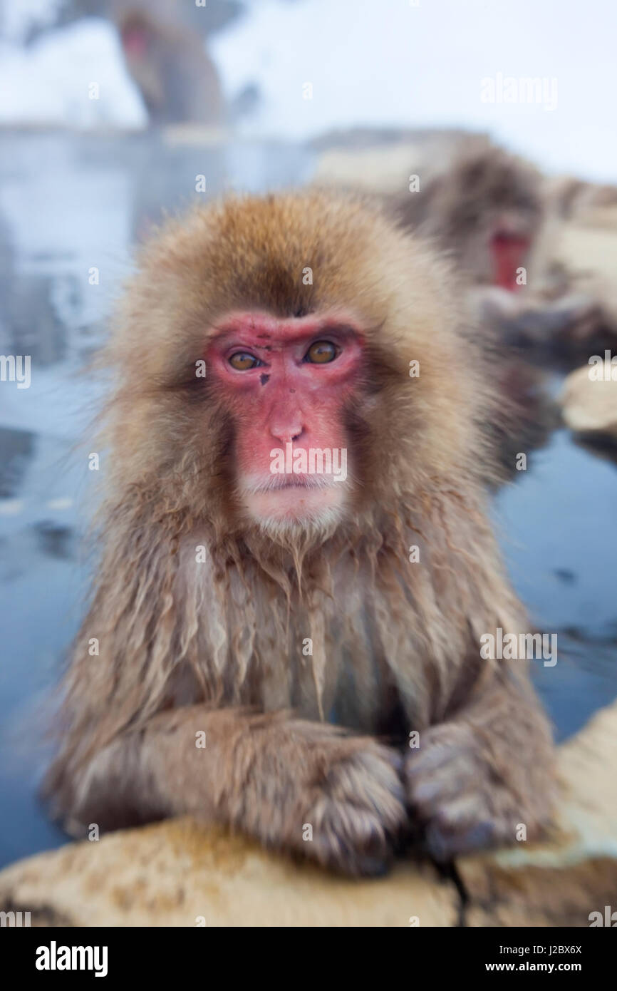 Japanese macaque (Macaca fuscata), Snow monkey, Joshin-etsu National ...