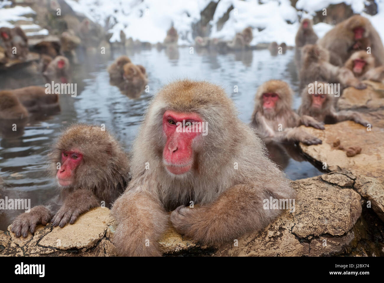 Japanese macaque (Macaca fuscata), Snow monkey, Joshin-etsu National ...