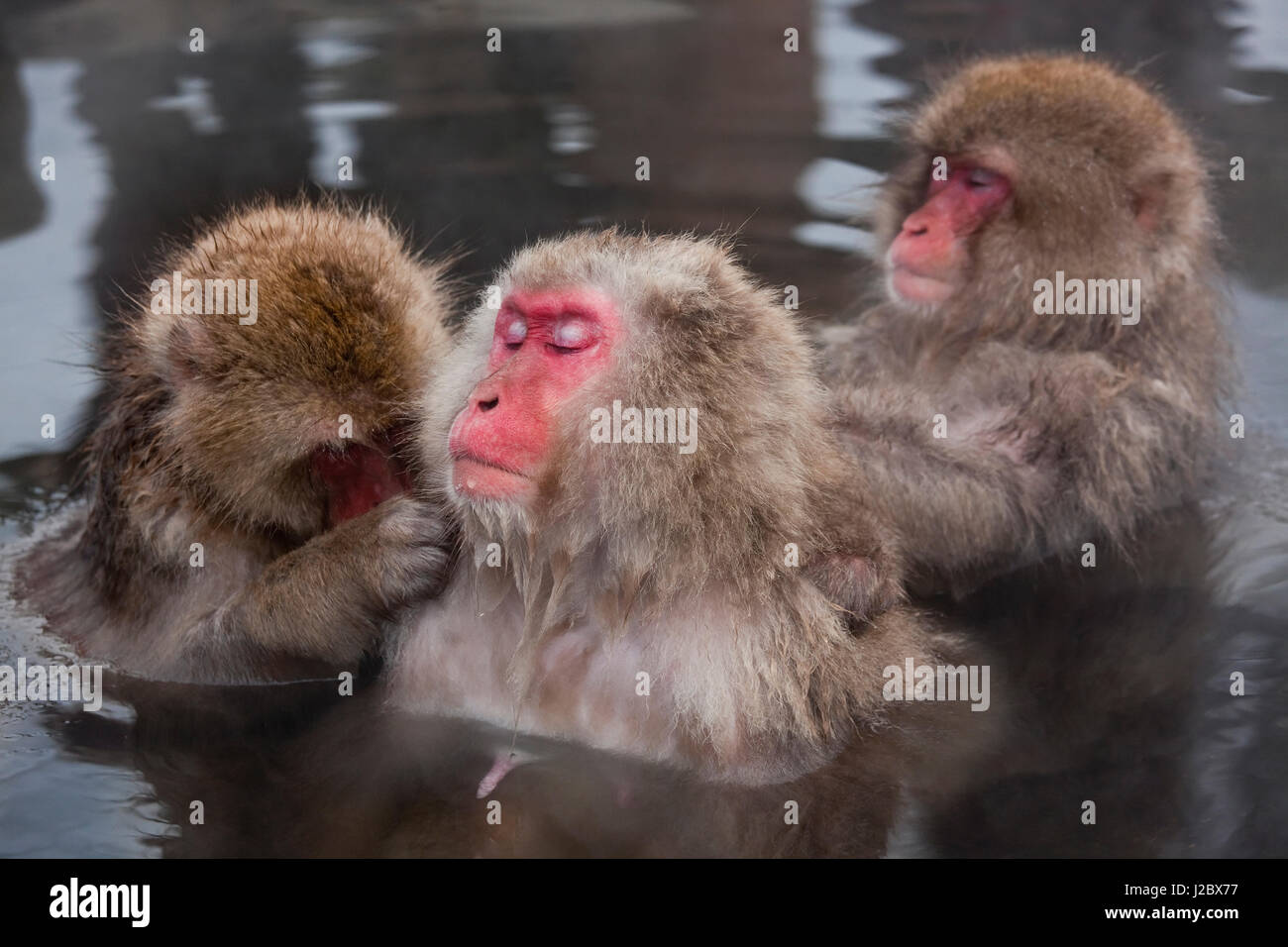 Japanese macaque (Macaca fuscata), Snow monkey, Joshin-etsu National ...