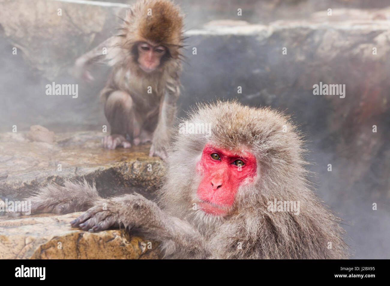 Japanese macaque (Macaca fuscata), Snow monkey, Joshin-etsu National ...