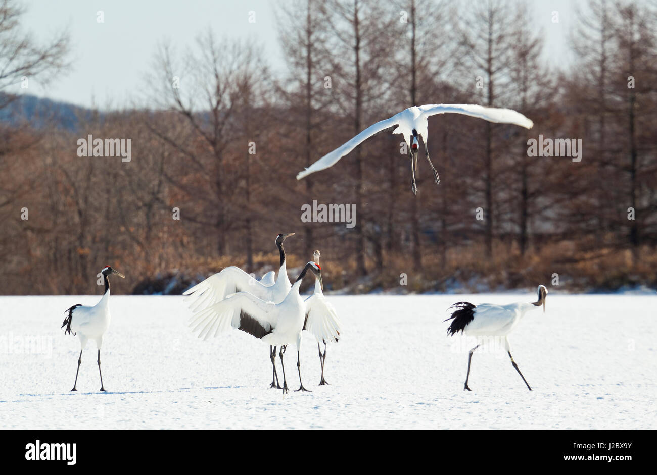 Red crowned cranes in Snow Hokkaido Japan Stock Photo - Alamy
