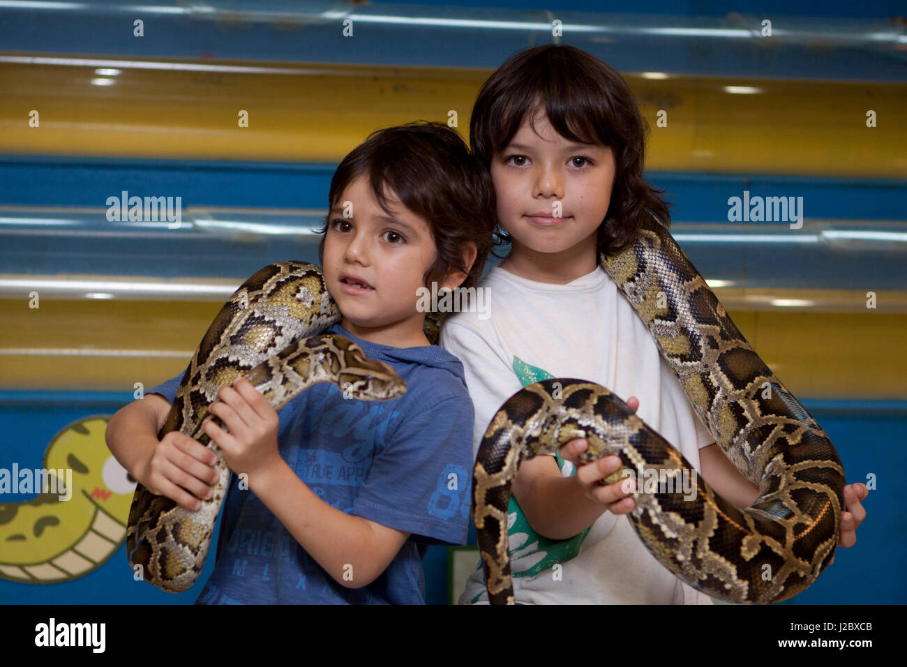 Two young boys have a large python draped over their shoulders at ...