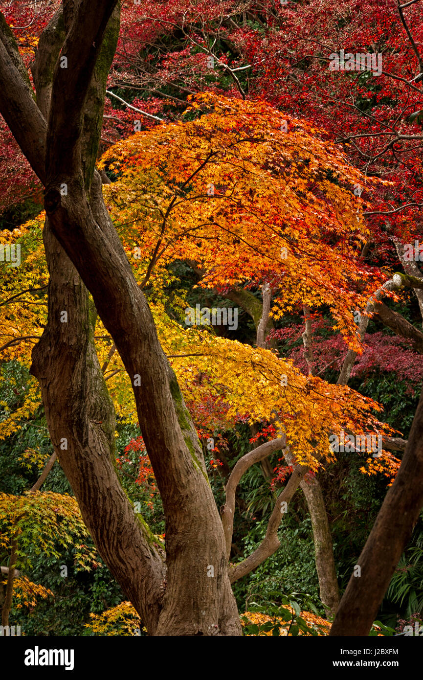 Kyoto, Japan, Fall colors in trees Stock Photo - Alamy