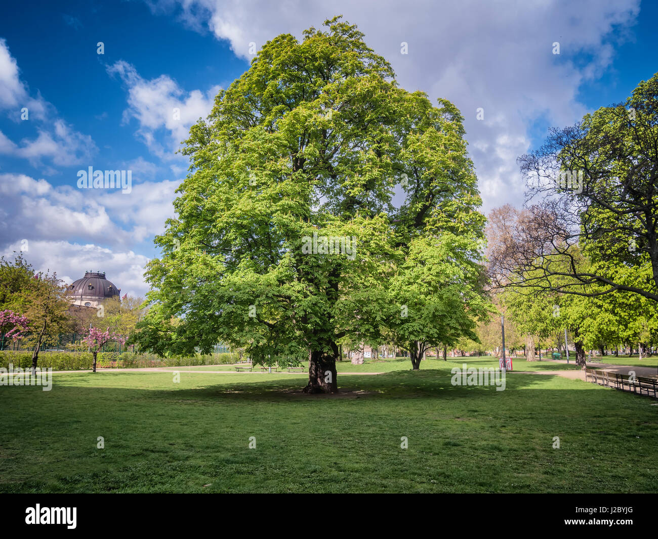 Chestnut tree in the center og Berlin, Germany Stock Photo - Alamy