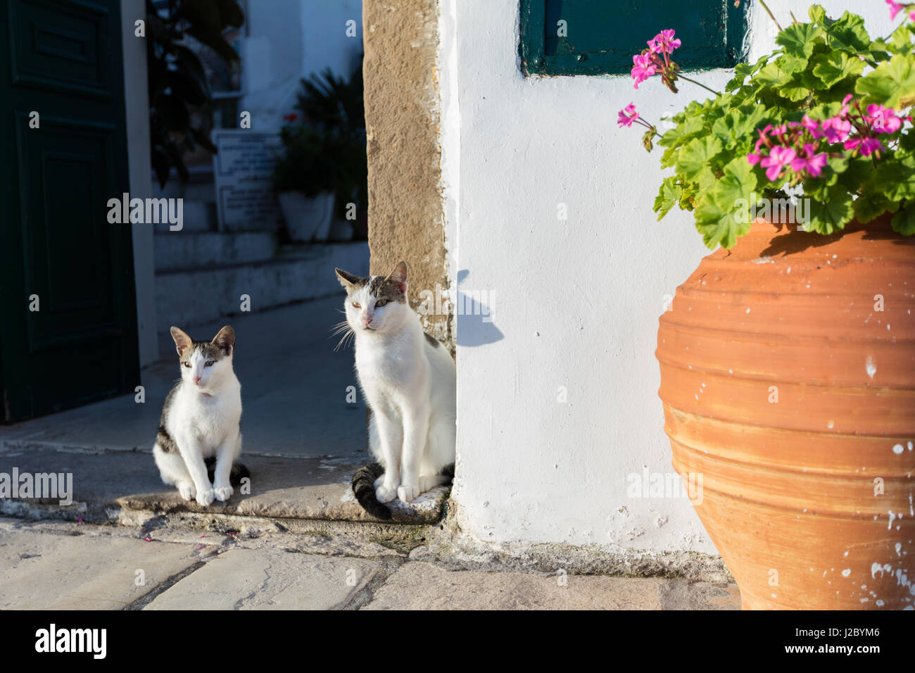Two cats standing by the house Stock Photo - Alamy