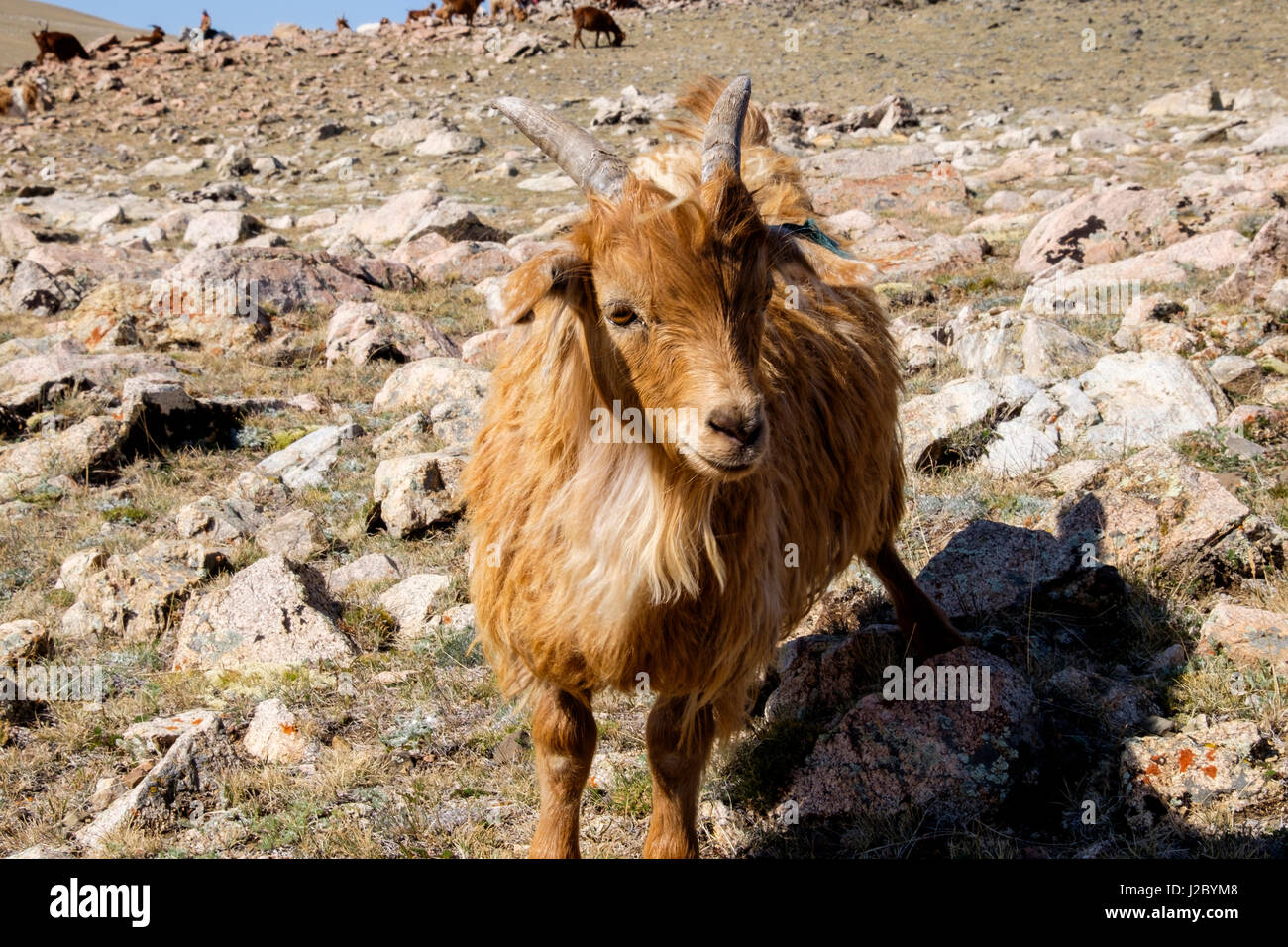 Western Mongolia. Inner Mongolian Cashmere goat adapts well to desert ...