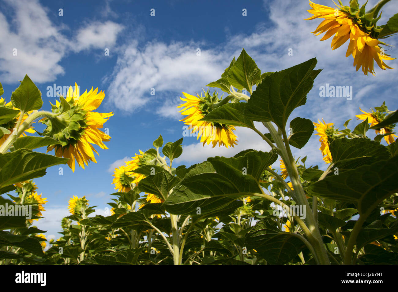 Giant sunflowers hi-res stock photography and images - Alamy