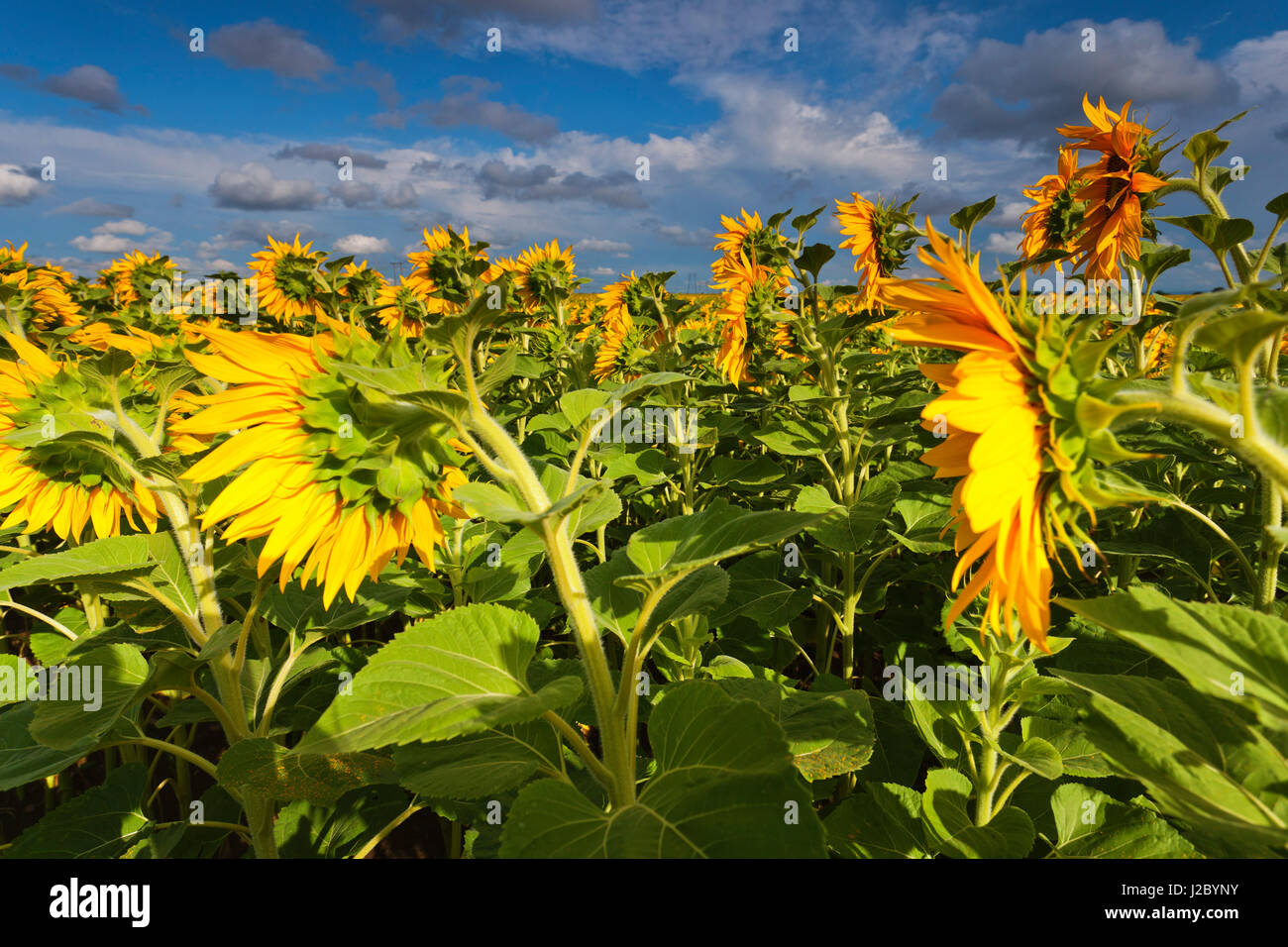 Spring field with giant sunflowers Stock Photo - Alamy