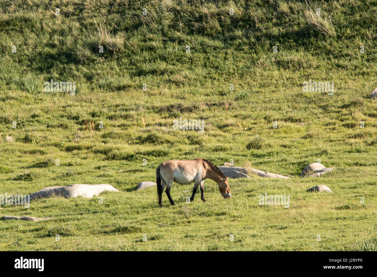 Mongolia, Hustai National Park, Przewalski's horse or Dzungaria horse ...