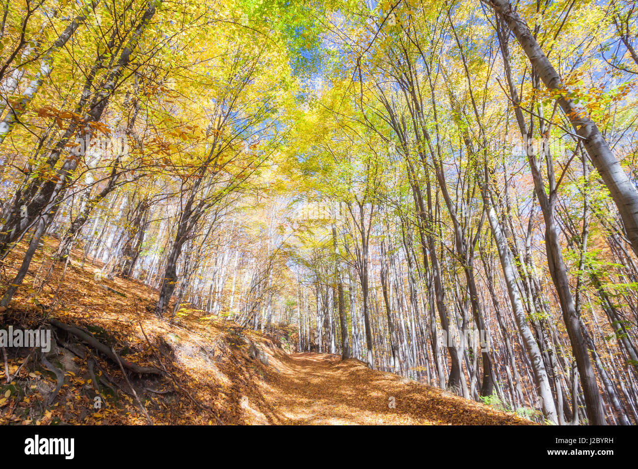 Look up beech tree hi-res stock photography and images - Alamy