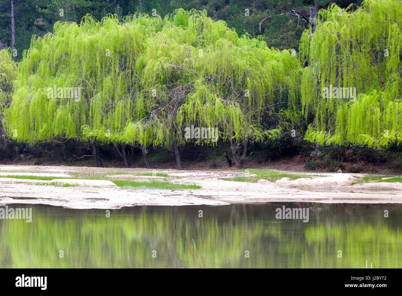 Reflections of willow trees in a lake Stock Photo - Alamy