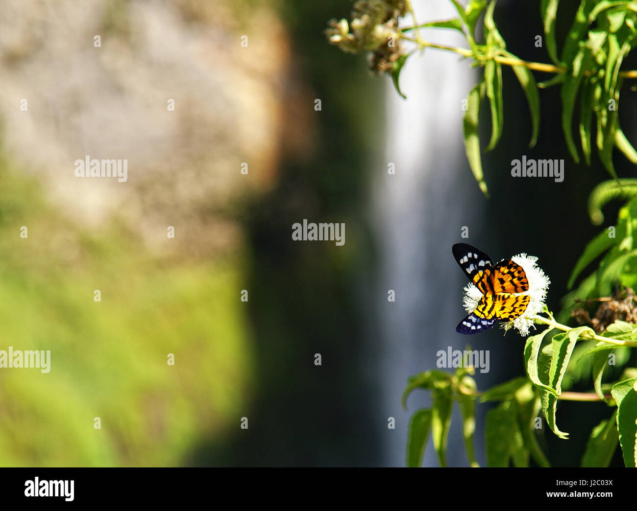 Buterfly, sunlight and waterfall Stock Photo - Alamy