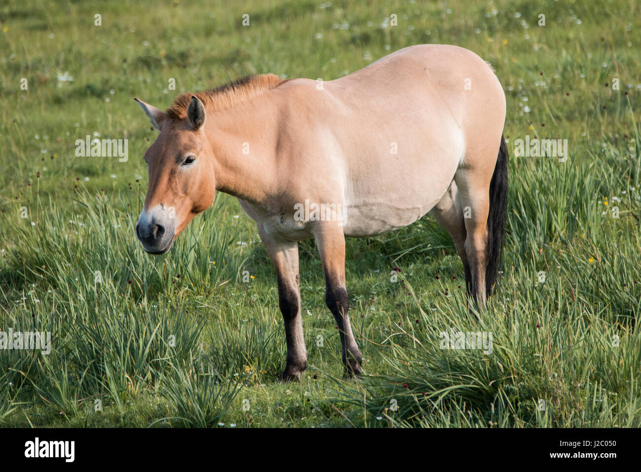 Mongolia, Hustai National Park. Przewalski's horse (takhi) or ...