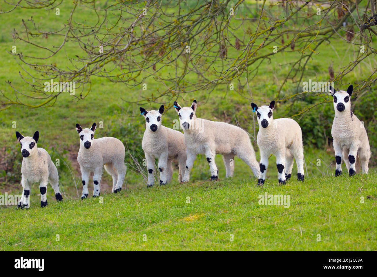 Kerry Hill Sheep flock spring lambs Stock Photo - Alamy