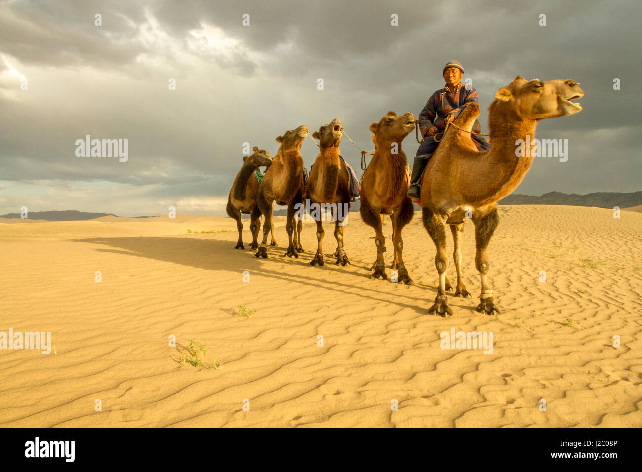 Camel Caravan in the Dunes. Gobi Desert. Mongolia Stock Photo - Alamy