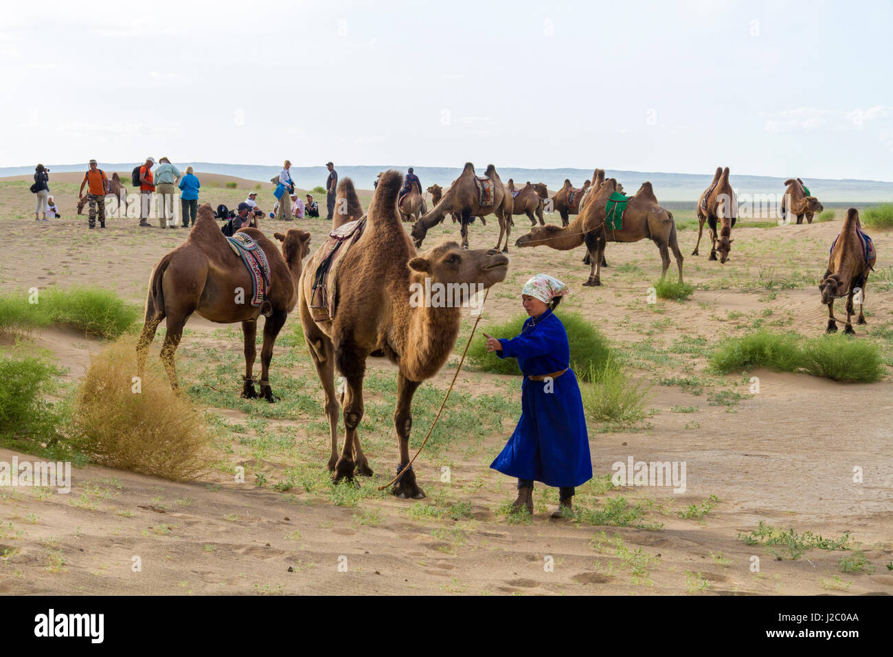 Camel riding for Tourists. Gobi Desert. Mongolia Stock Photo - Alamy