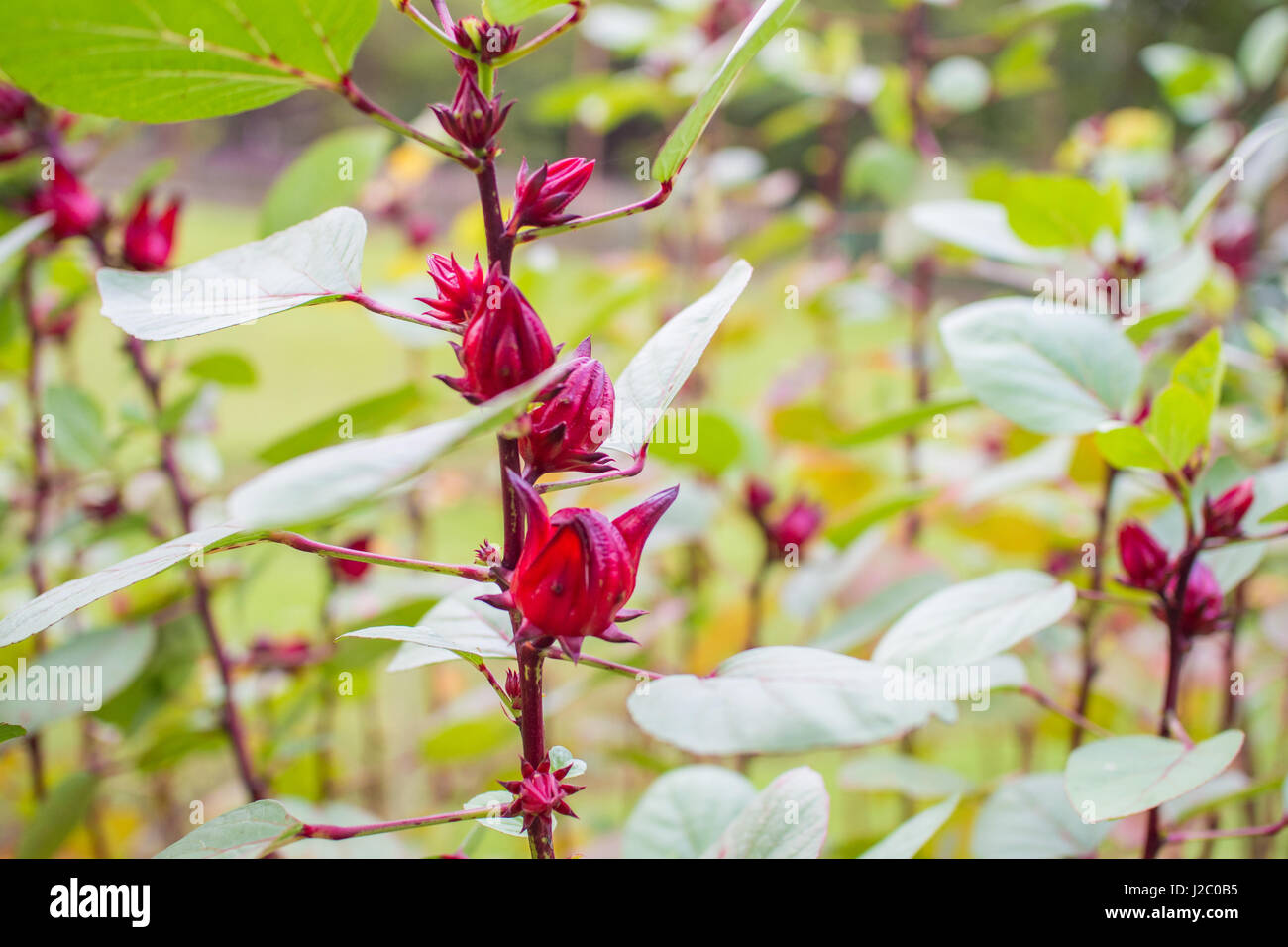 Roselle leaf hi-res stock photography and images - Alamy