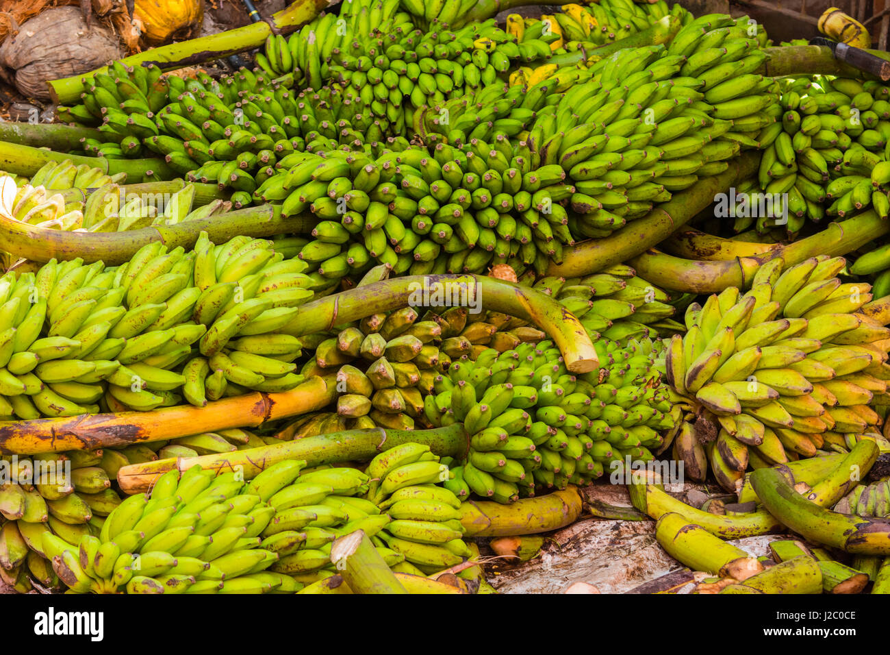 Myanmar. Yangon. Botataung Pagoda. Bunches of bananas ready to be made ...