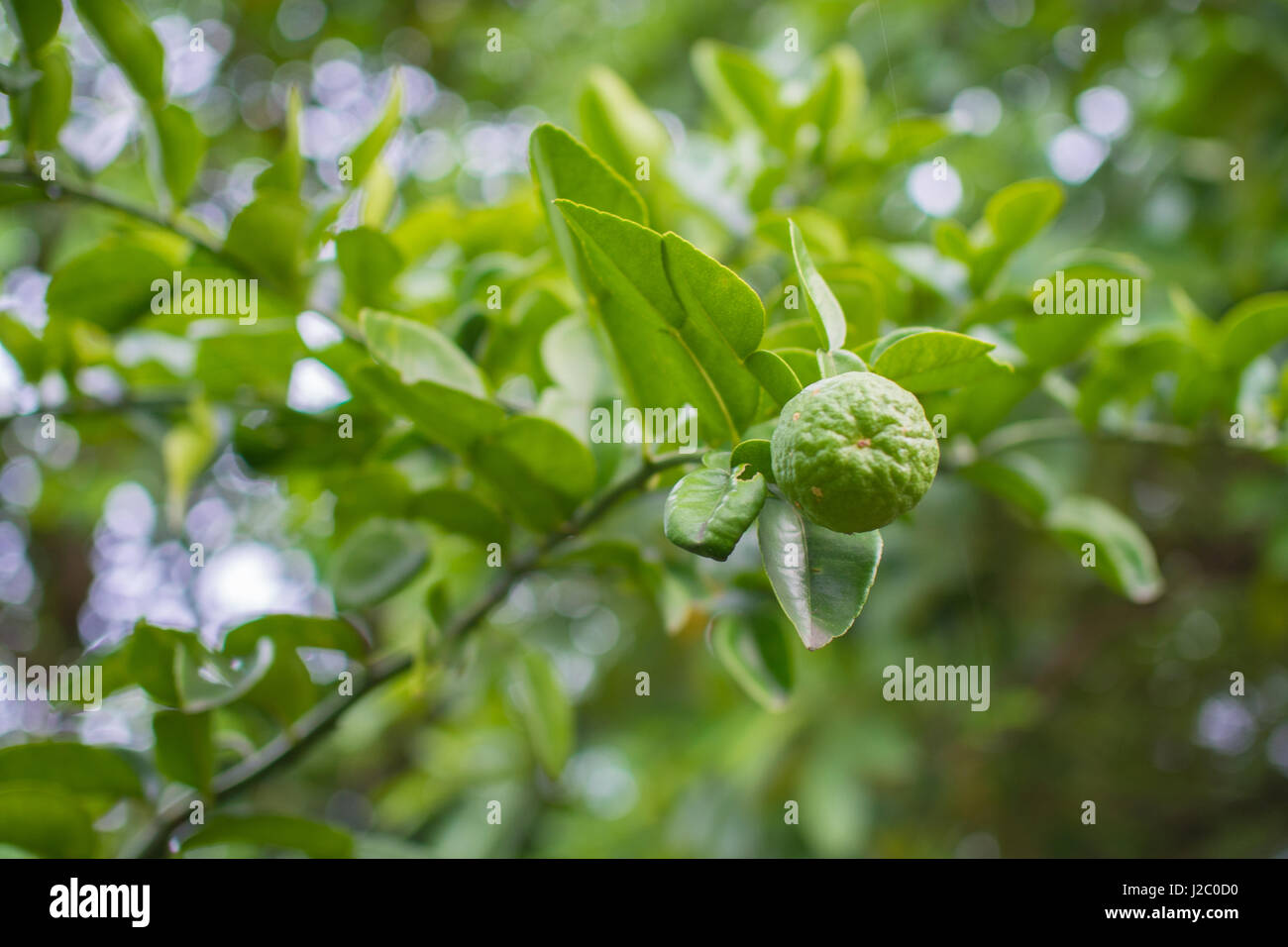 Lime Tree with Fruit Closeup Stock Photo - Alamy