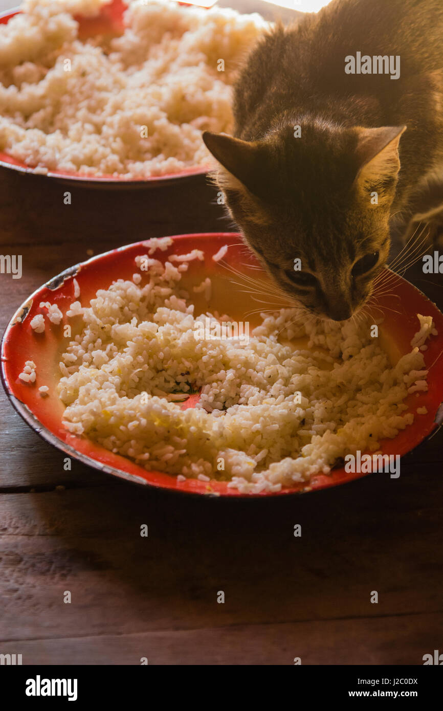 Myanmar. Shan State. Shwenyaung. Shwe Yan Pyae Monastery. Kitten eating ...