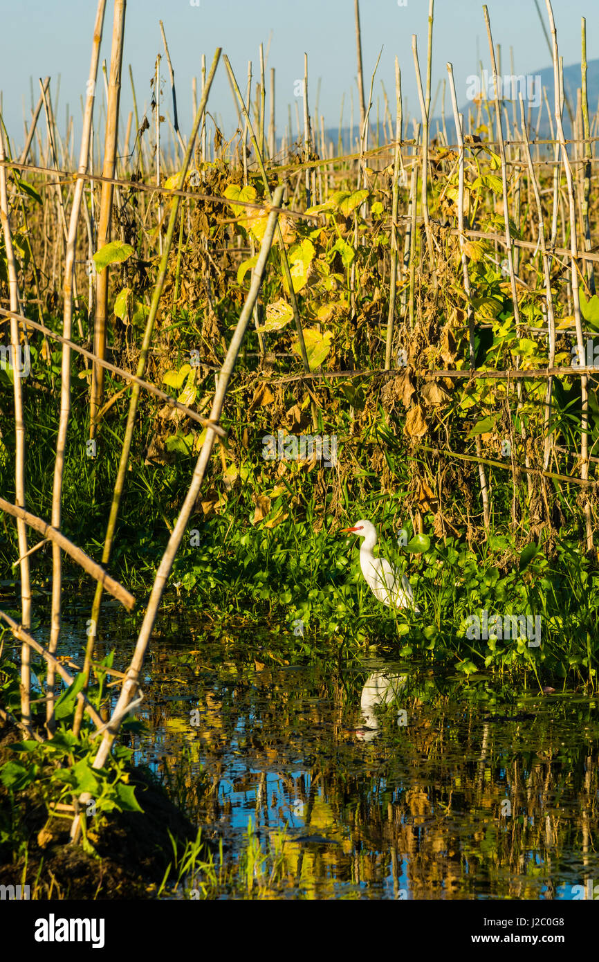 Myanmar. Shan State. Inle Lake. Floating farm. Egret looking for fish ...