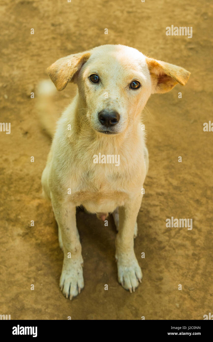 Myanmar. Mandalay. Inwa. Local dogs rest in the midday heat Stock Photo ...