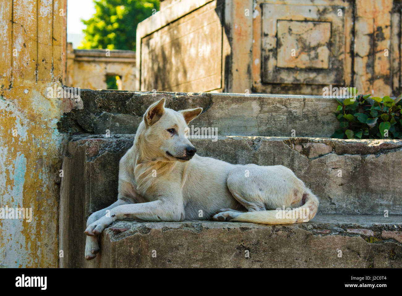 Myanmar. Mandalay. Mingun. Local dog rests in the shade Stock Photo - Alamy