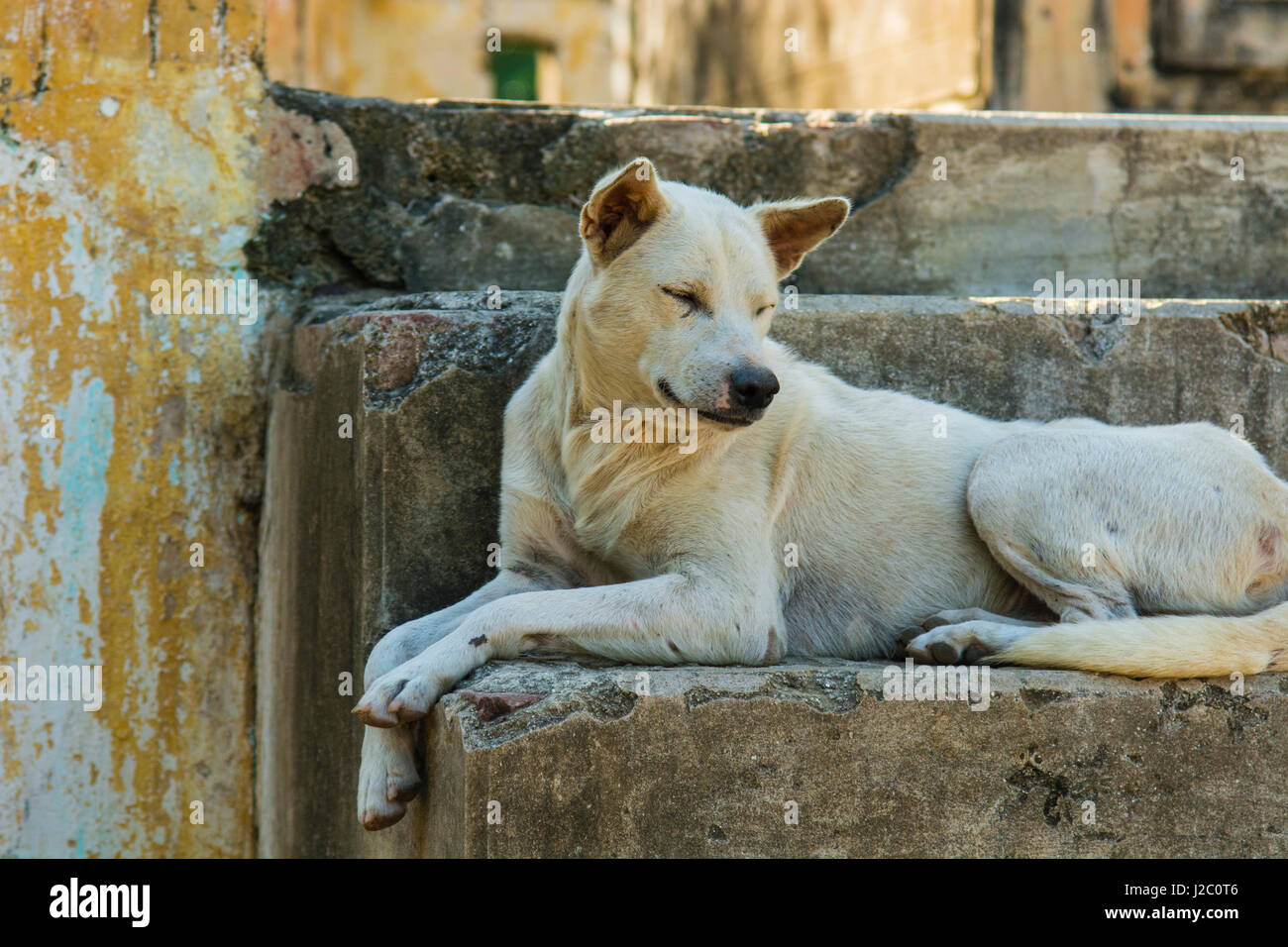 Myanmar. Mandalay. Mingun. Local dog rests in the shade Stock Photo - Alamy