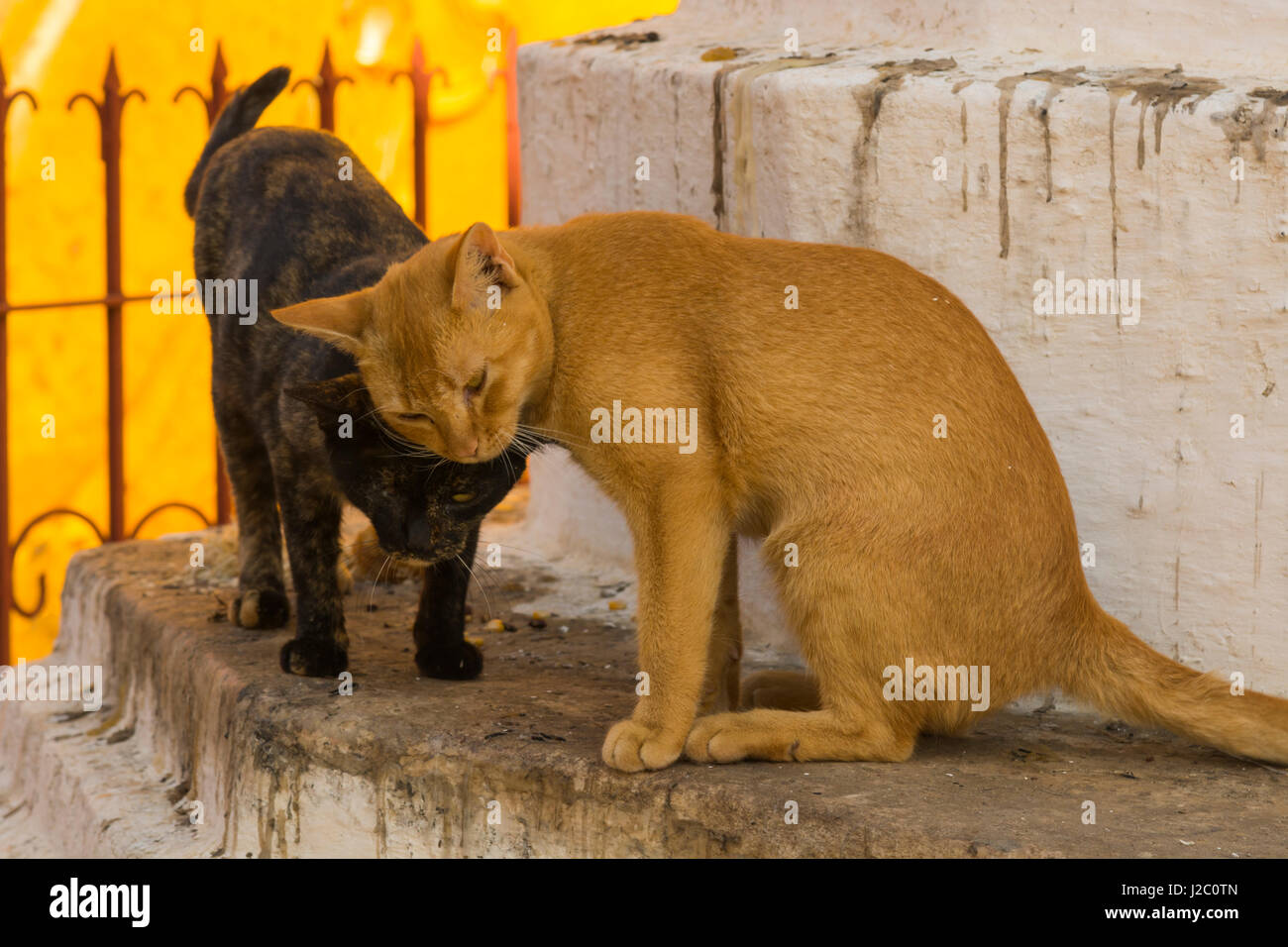 Myanmar. Bagan. Nyaung U. Shwezigon Pagoda. Temple cats Stock Photo - Alamy