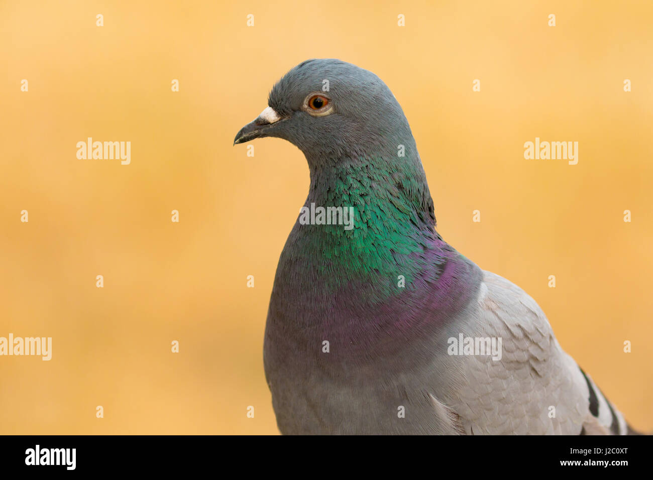 Portrait of a wild dove with beautiful feathers green and grey Stock ...