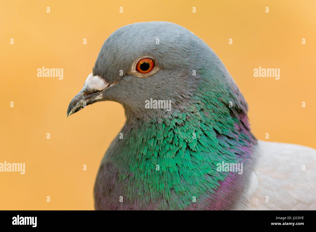 Portrait of a wild dove with beautiful feathers green and grey Stock ...