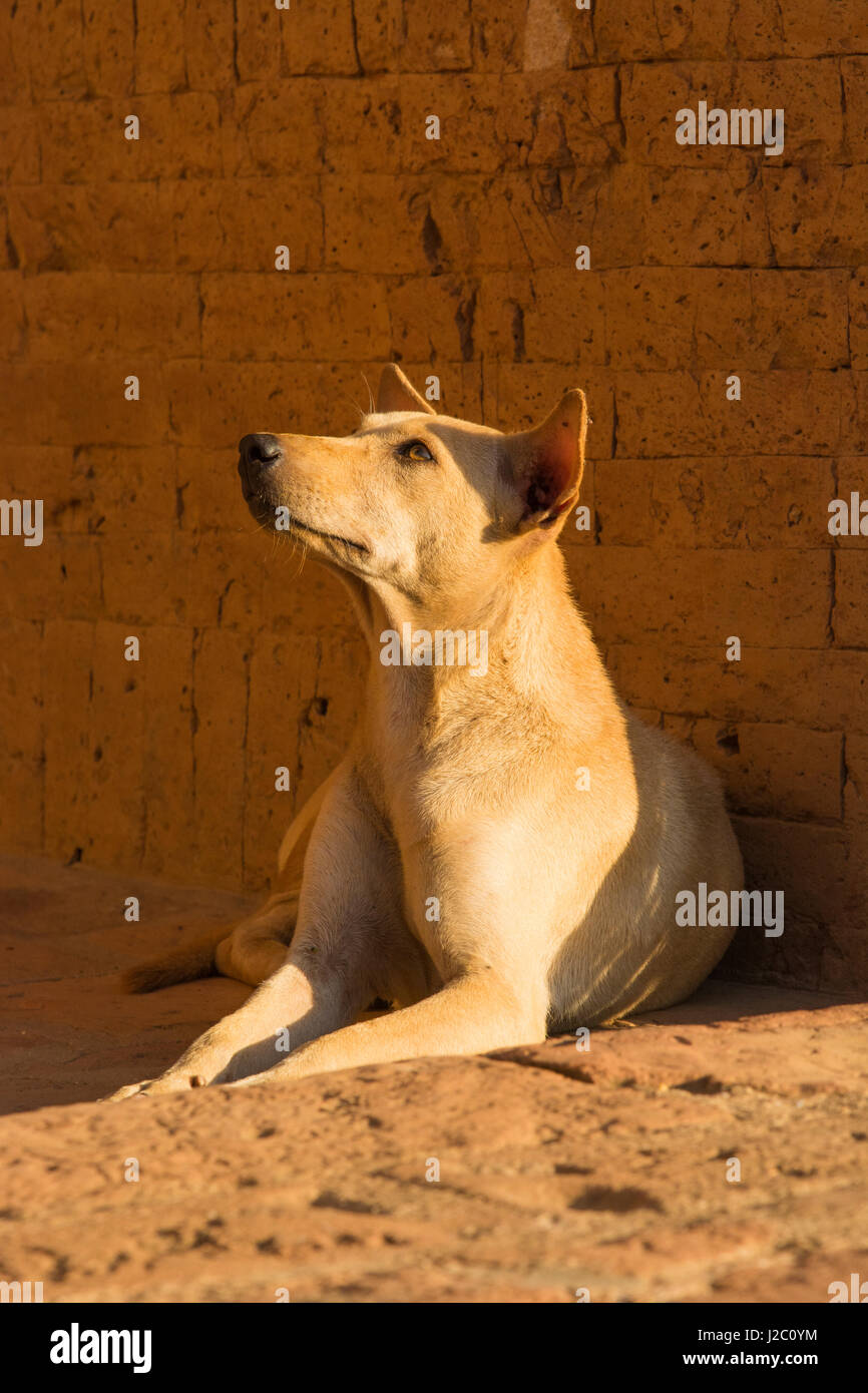 Myanmar. Bagan. Local dog resting in the shadow of a temple Stock Photo ...