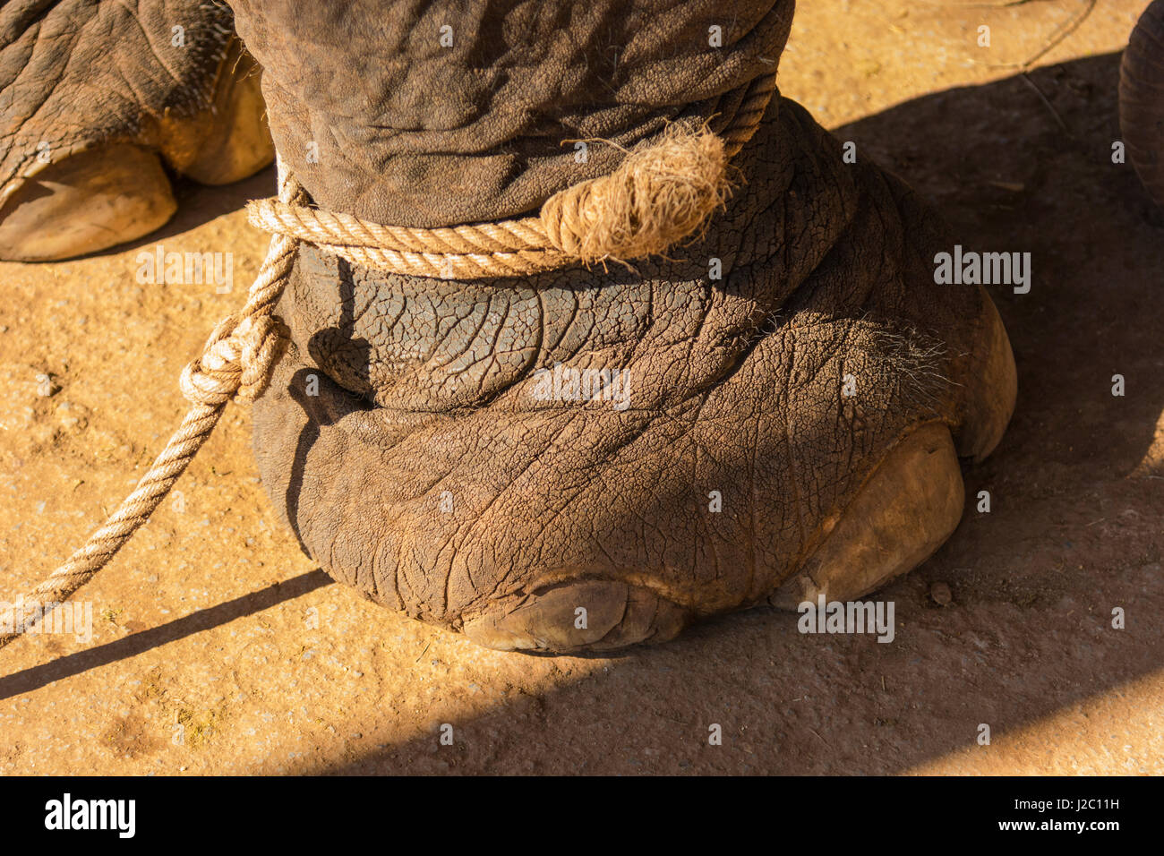 Myanmar. Shan State. Near Kalaw. Green Hill Valley Elephant Camp. Old ...