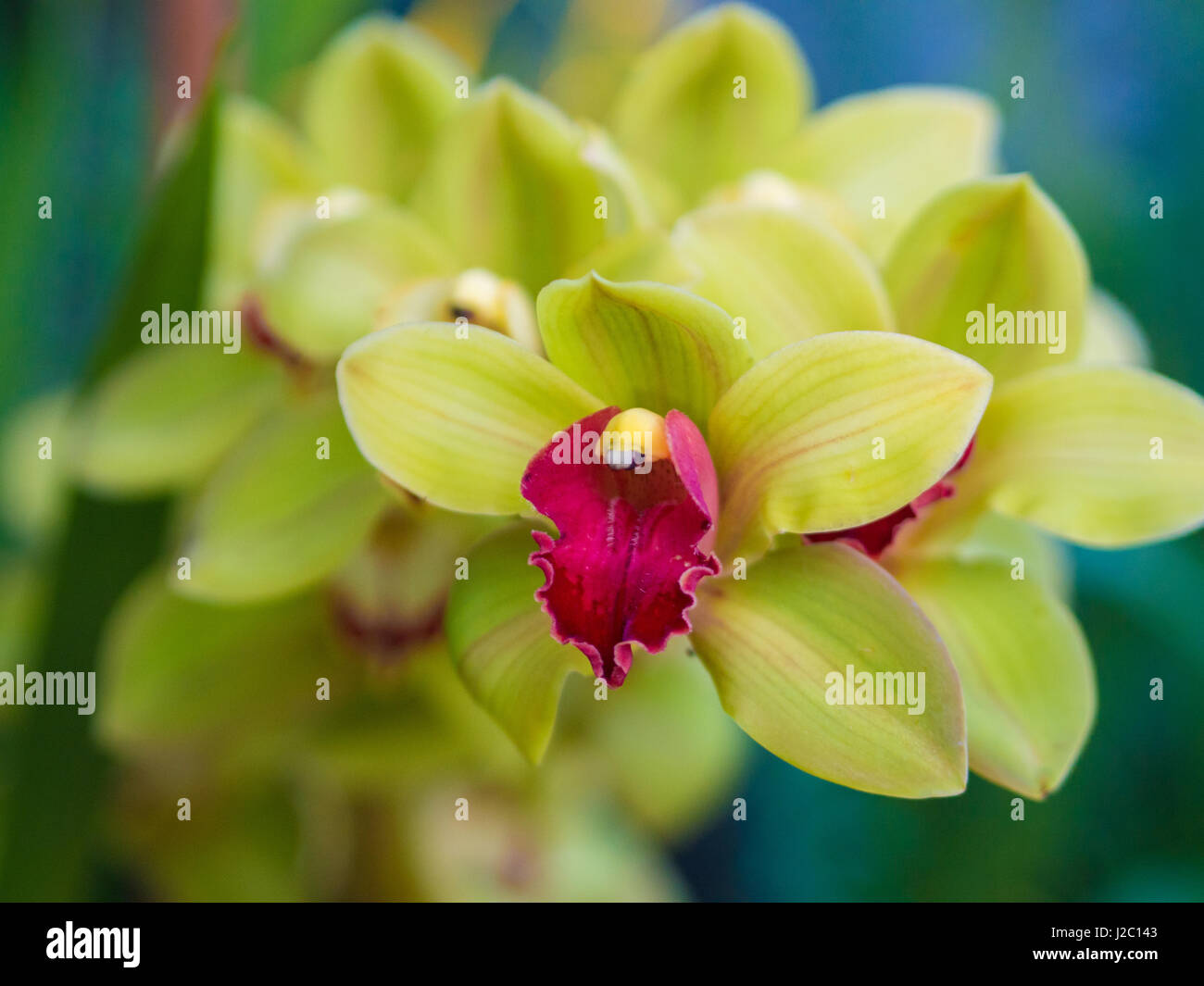 Cymbidium flower orchid hi-res stock photography and images - Alamy