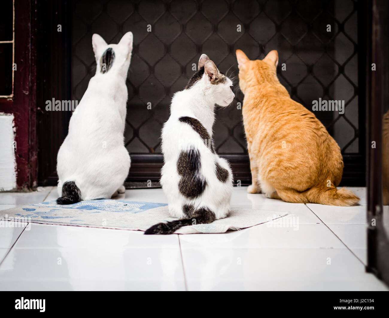 Three cats back Stock Photo - Alamy
