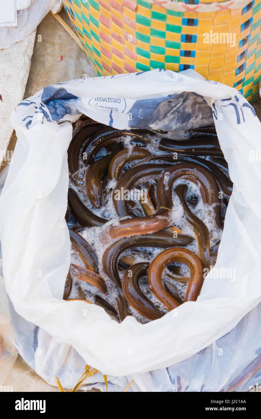 Myanmar. Shan State. Aung Pan market. Live eels for sale Stock Photo ...
