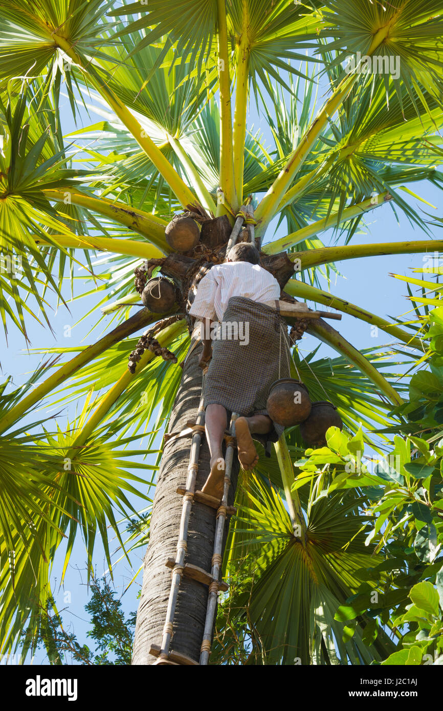 Palm tree farm myanmar hi-res stock photography and images - Alamy