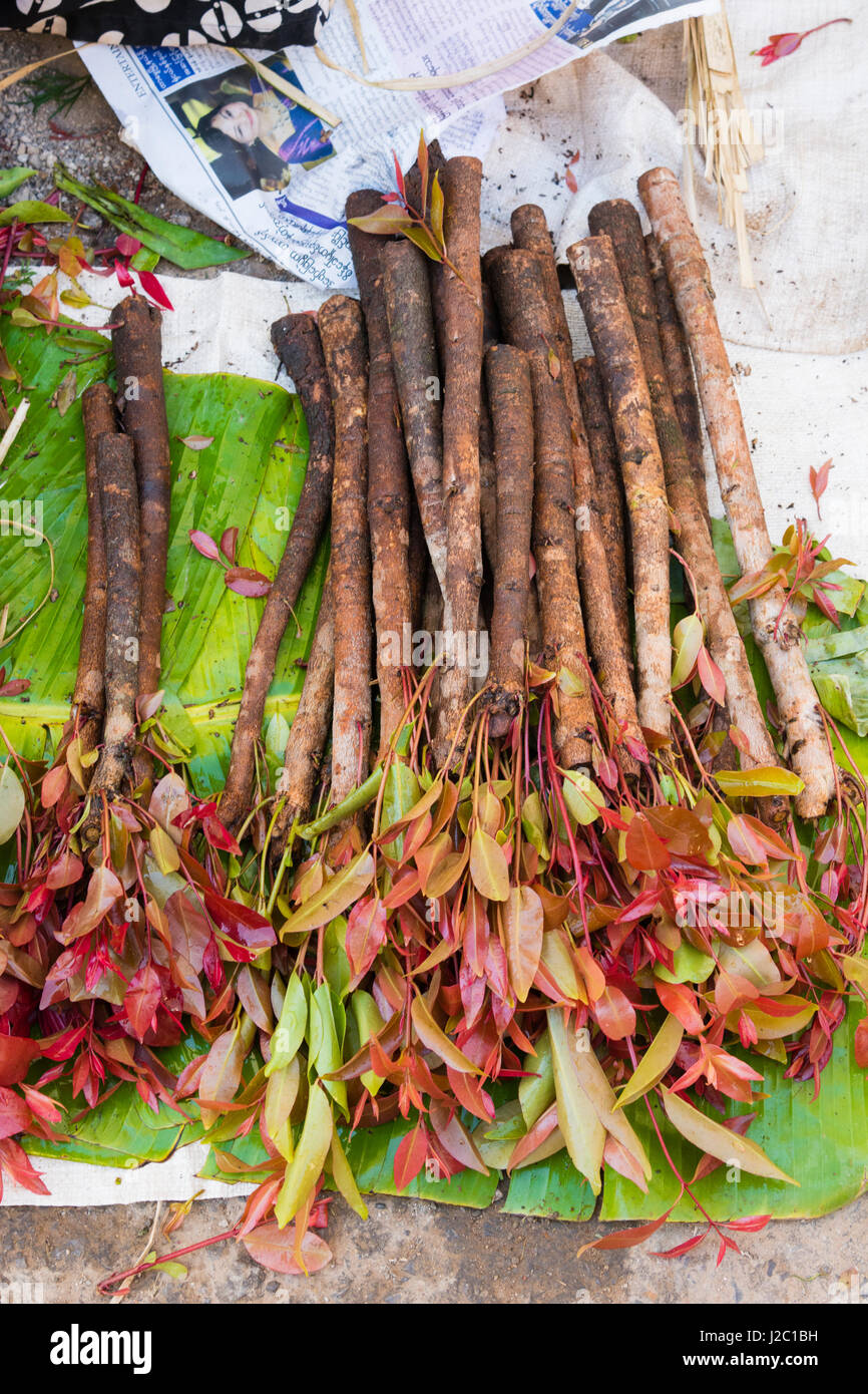 Myanmar plant hi-res stock photography and images - Alamy