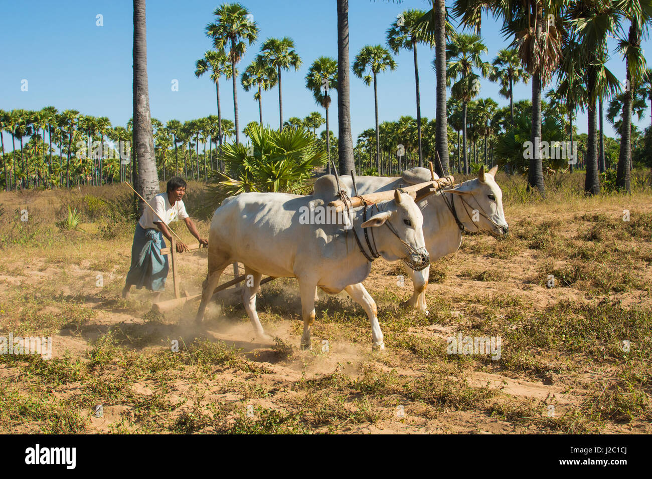Myanmar. Bagan. Peanut farmer plows his field with two oxen Stock Photo ...