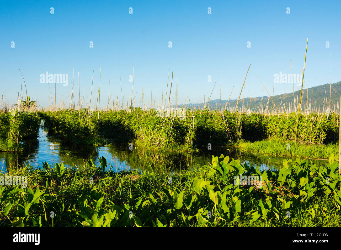 Myanmar. Shan State. Inle Lake. Floating farm. Tomato plants Stock ...