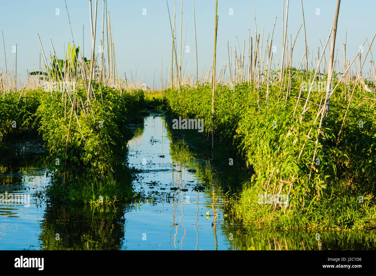 Myanmar. Shan State. Inle Lake. Floating farm. Tomato plants Stock ...
