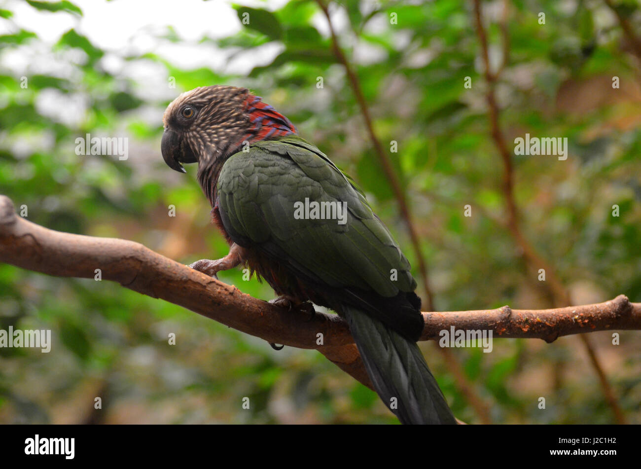 Cute hawk headed parrot perched on a tree limb Stock Photo - Alamy