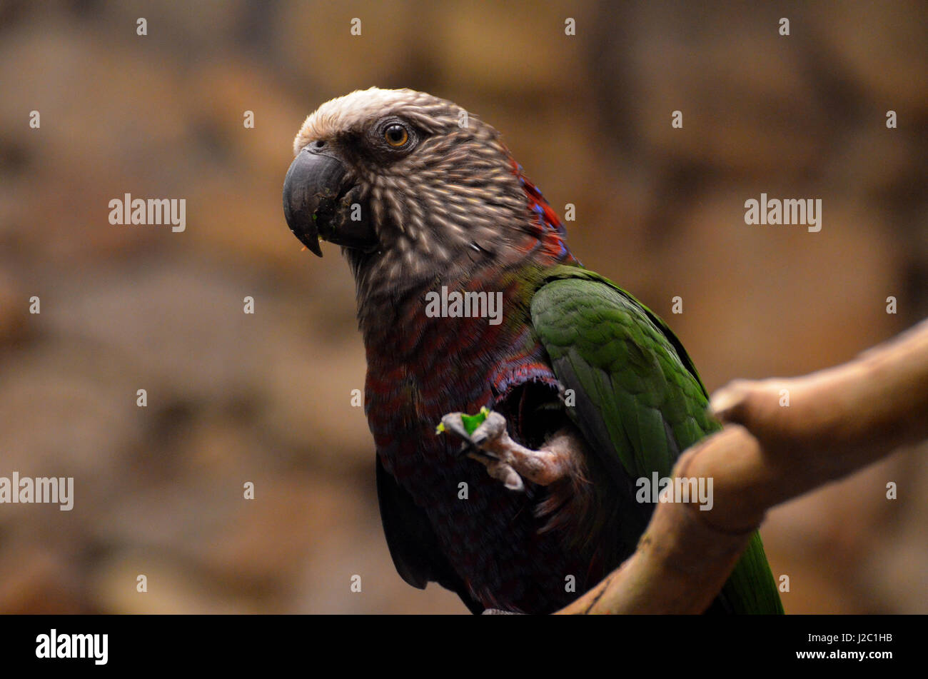Hawk headed parrot hi-res stock photography and images - Alamy