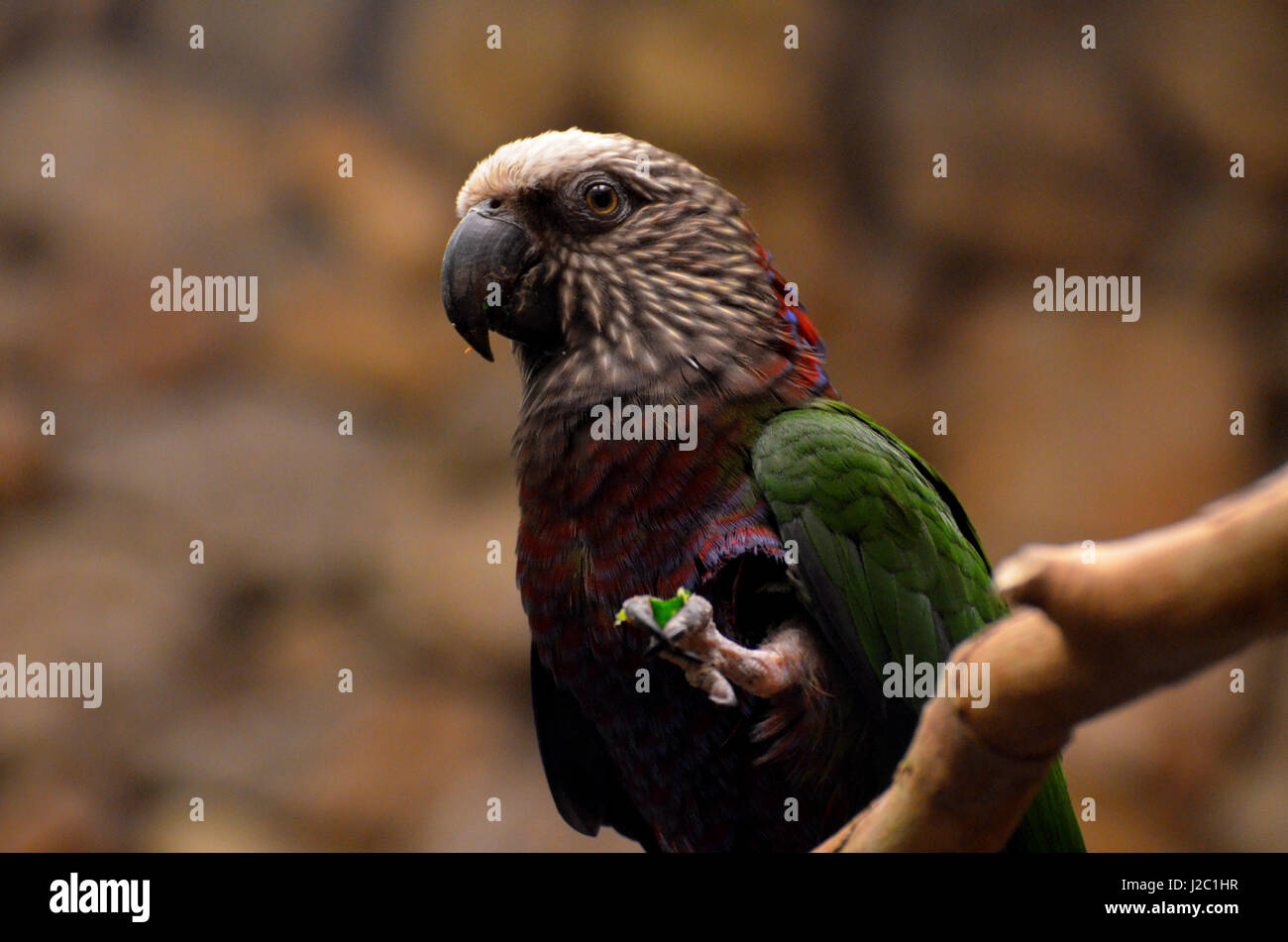 Hawk headed parrot hi-res stock photography and images - Alamy