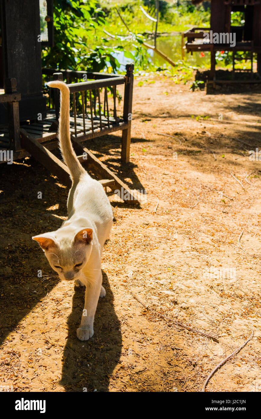 Burmese cat sanctuary myanmar hi-res stock photography and images - Alamy